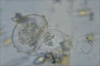 Microorganism GIFs - Get the best gif on GIFER
