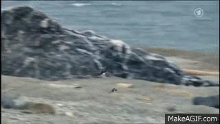 Gooney GIFs - Get the best gif on GIFER