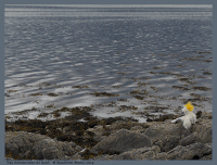 Flowing GIFs - Get the best gif on GIFER