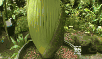 Rotting GIFs - Get the best gif on GIFER