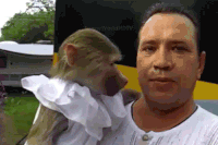 Mimic GIFs - Get the best gif on GIFER