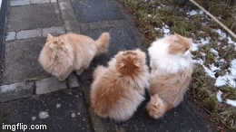 Fur ball GIF - Conseguir el mejor gif en GIFER