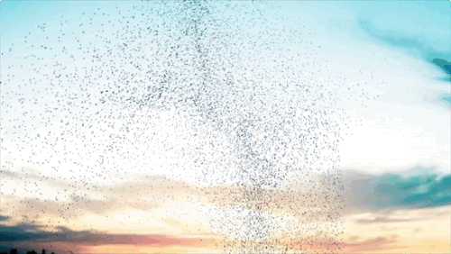 Gif Emergente Do You Know An Emergent Art Style For The Animation In