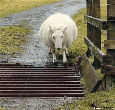 Oveja GIFs - Get the best gif on GIFER