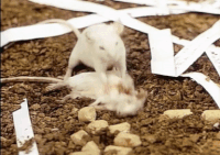 Raton GIF - Conseguir el mejor gif en GIFER