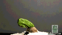 Geburt GIFs - Get the best gif on GIFER