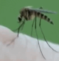 Mosquitoes GIFs - Get the best gif on GIFER