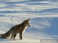 Fox GIFs - Get the best gif on GIFER