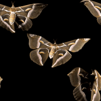 Moths GIFs - Get the best gif on GIFER