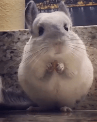 Cutest GIFs - Get the best gif on GIFER