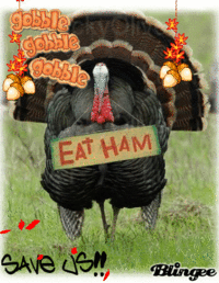 Ham GIFs - Get the best gif on GIFER