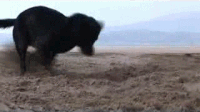 Litter box GIFs - Get the best gif on GIFER