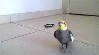 Cockatiel GIFs - Get the best gif on GIFER