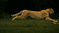 Cheetah GIFs - Get the best gif on GIFER