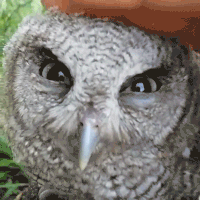 Owl GIFs - Get the best gif on GIFER
