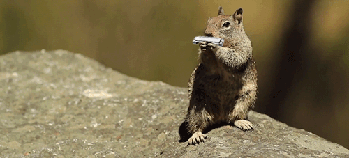 Harmonica GIFs - Get the best gif on GIFER