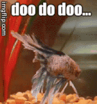 Betta GIFs - Get the best gif on GIFER