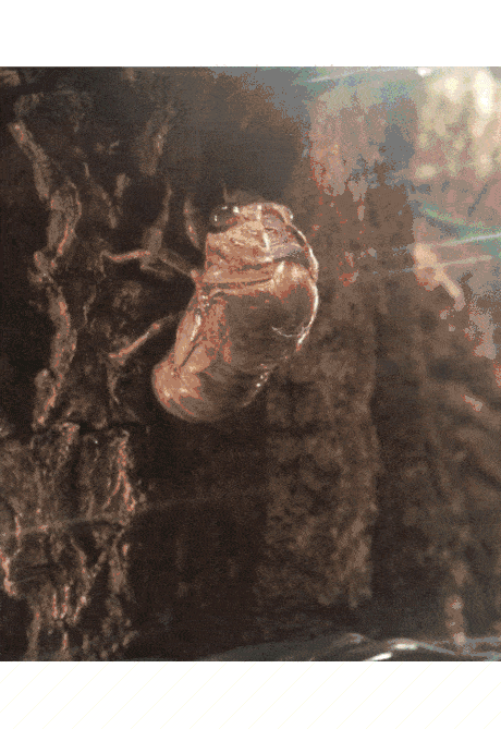 Molt GIFs - Get the best gif on GIFER