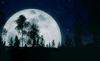 Mockingbird GIFs - Get the best gif on GIFER