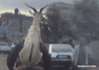 Cling GIFs - Get the best gif on GIFER