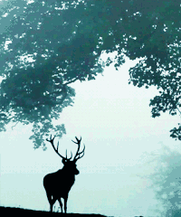 Deer GIFs - Get the best gif on GIFER