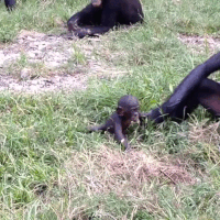 Bonobo GIFs - Get the best gif on GIFER