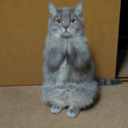 Ludo GIFs - Get the best gif on GIFER