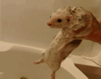 Huron GIFs - Get the best gif on GIFER