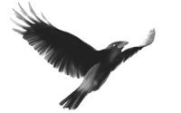 Crow GIFs - Get the best gif on GIFER