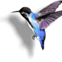 Hummingbird GIFs - Get the best gif on GIFER
