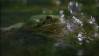 Frog GIFs - Get the best gif on GIFER