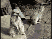 Meerkat GIFs - Get the best gif on GIFER