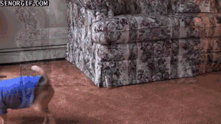 Appealing GIFs - Get the best gif on GIFER