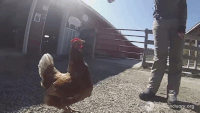 Hen GIFs - Get the best gif on GIFER