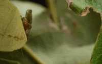 Wasp GIFs - Get the best gif on GIFER