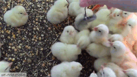 Chick GIFs - Get the best gif on GIFER