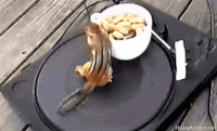 Nut GIFs - Get the best gif on GIFER