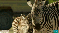 Zebra GIFs - Get the best gif on GIFER