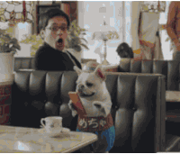 Working dogs GIFs - Get the best gif on GIFER