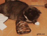 Slipper GIFs - Get the best gif on GIFER