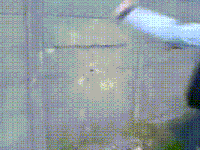Darwin GIFs - Get the best gif on GIFER