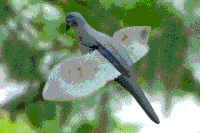 Flapping GIFs - Get the best gif on GIFER