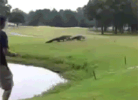 Gators GIFs - Get the best gif on GIFER