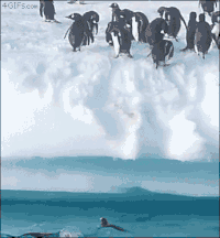 Penguin GIFs - Get the best gif on GIFER