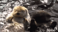 Otter GIFs - Get the best gif on GIFER