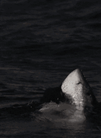 Requin GIFs - Get the best gif on GIFER