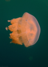 Jellyfish GIFs - Get the best gif on GIFER