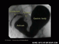 Estomac GIFs - Get the best gif on GIFER