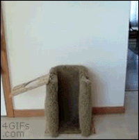 Tray GIFs - Get the best gif on GIFER