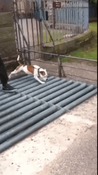 Cattle GIFs - Get the best gif on GIFER